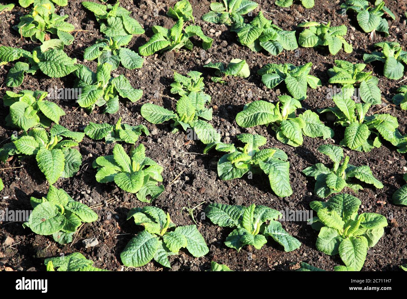 New young plant shoots growing in a new flower bed Stock Photo - Alamy