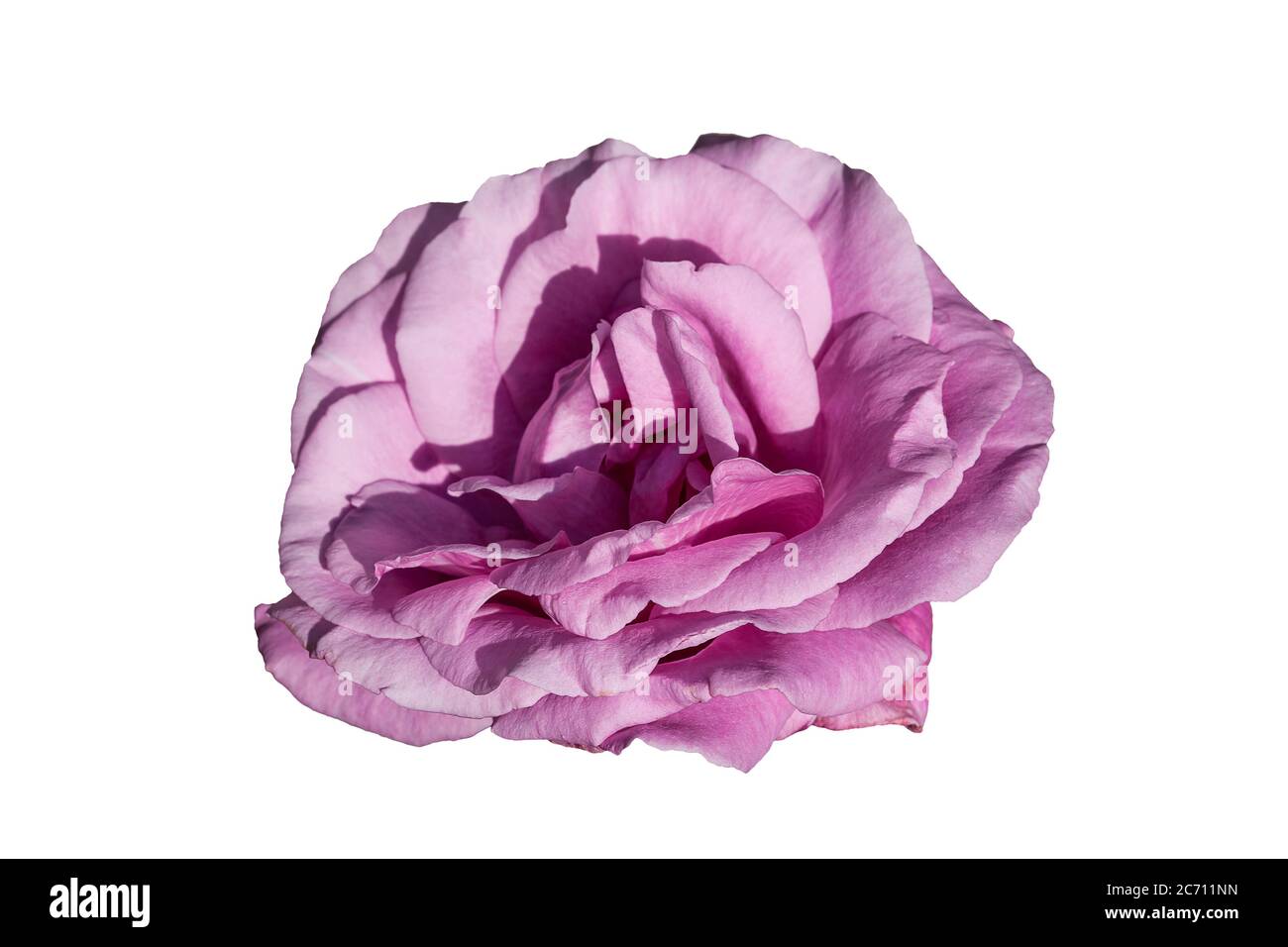 Rose (rosa) flower plant cut out on and isolated on a white background ...