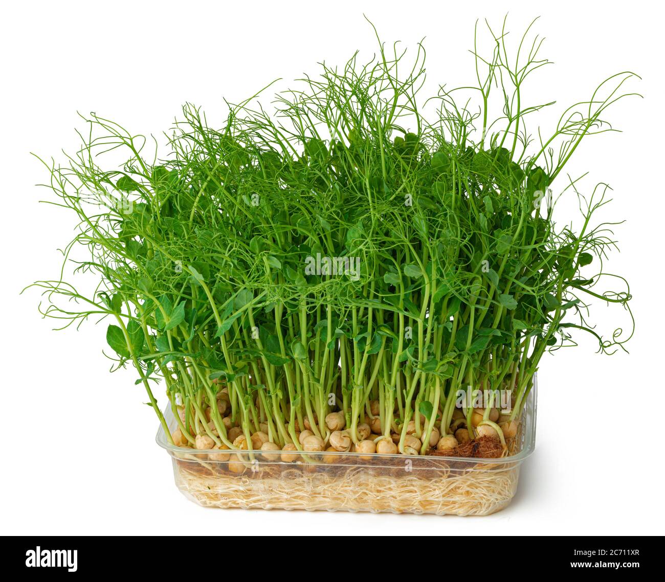 Micro green sprouts of peas isolated on white Stock Photo - Alamy