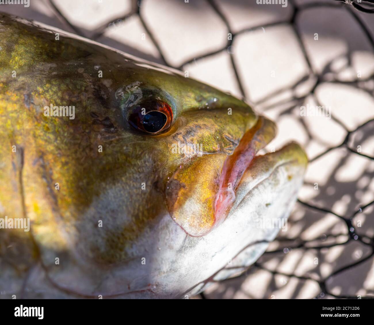 Smallmouth bass hi-res stock photography and images - Alamy