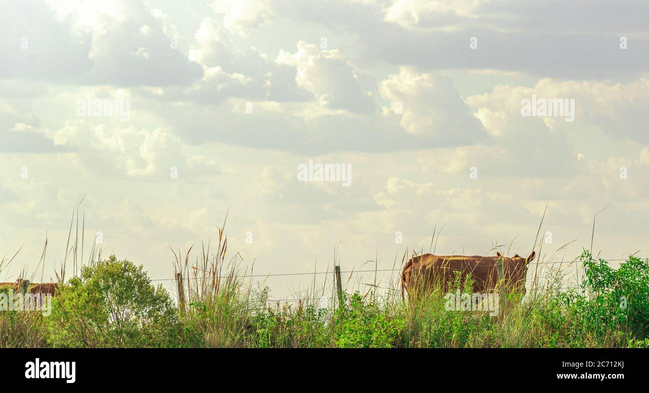 Agricultural production fields. Livestock production area. Agricultural ...