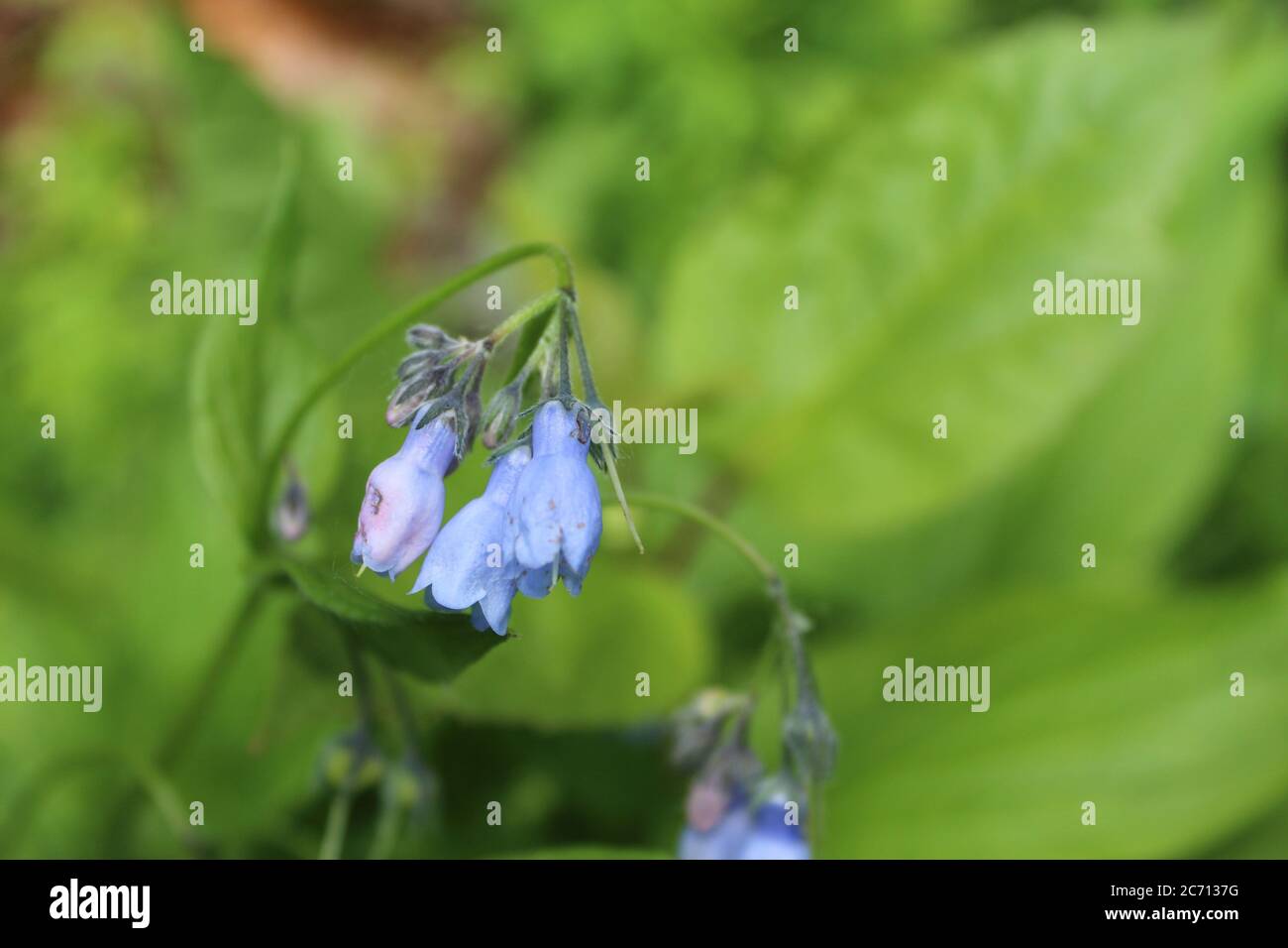 Tall bluebells hi-res stock photography and images - Alamy