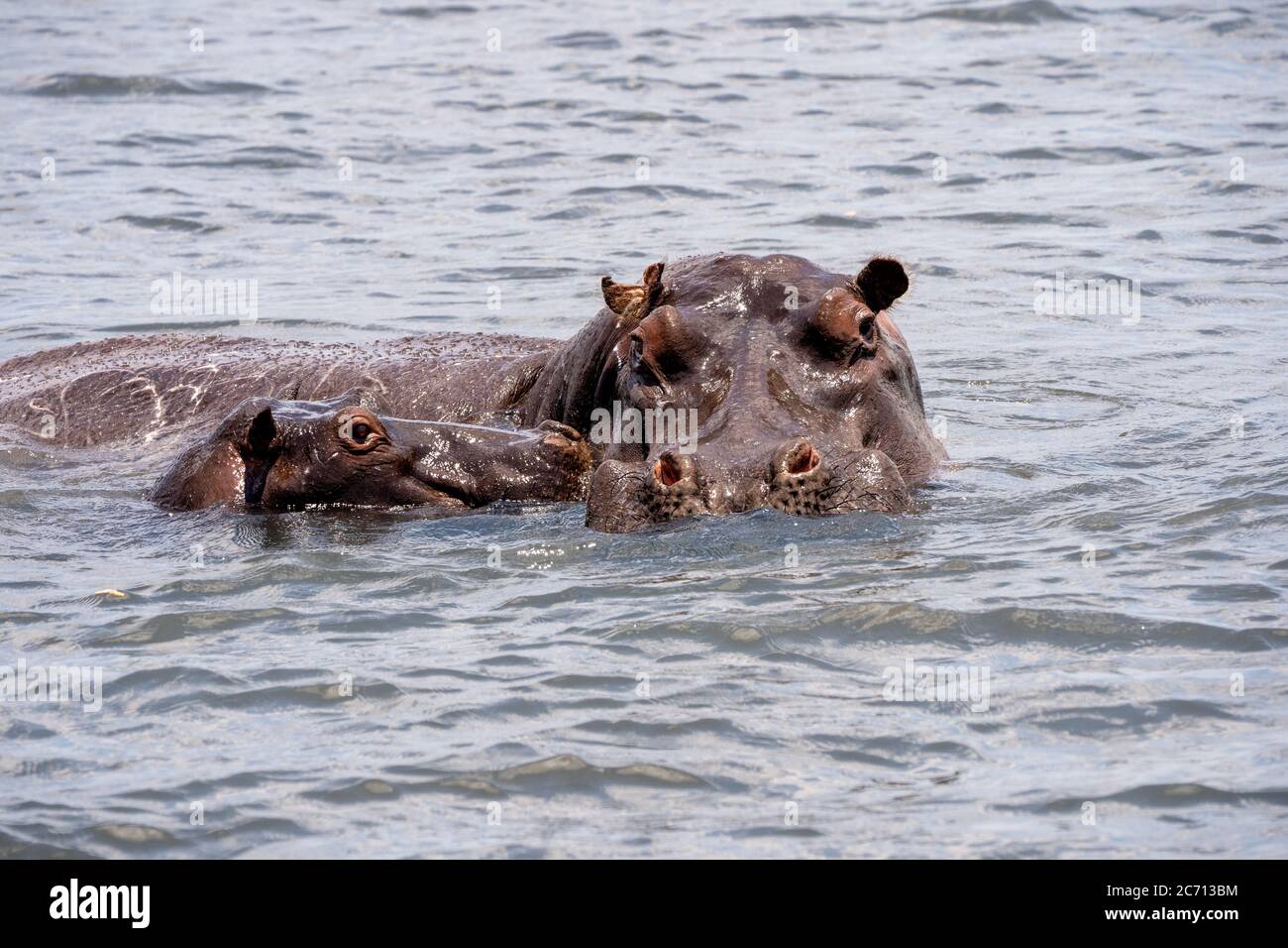 Hippopotamuses hi-res stock photography and images - Alamy