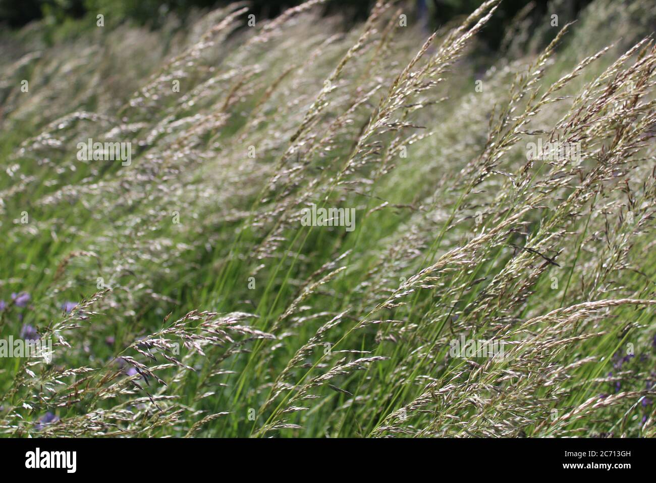 The picture shows grass in a meadow in the summer Stock Photo - Alamy
