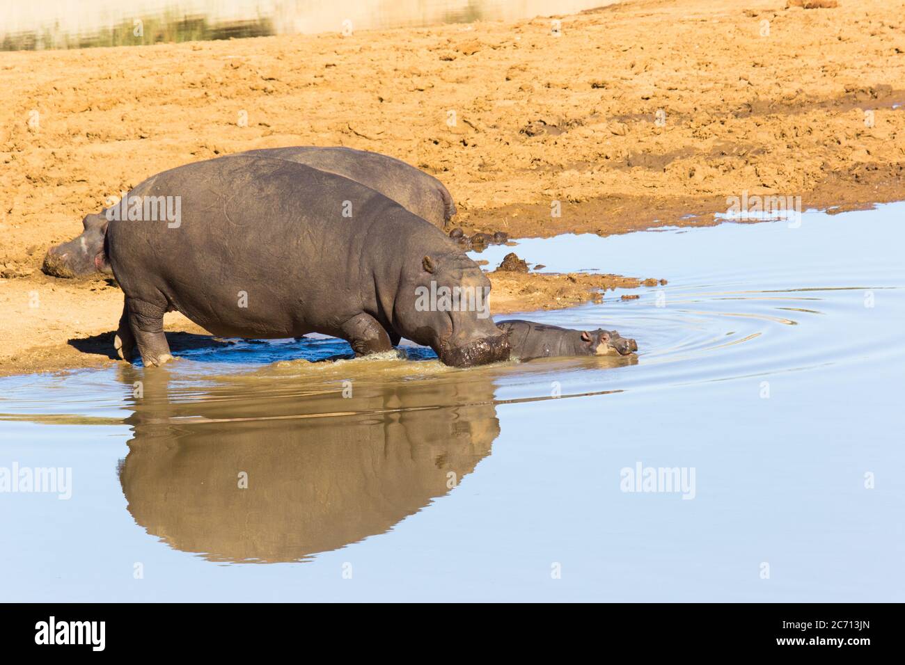 A pod of Hippopotamuses (hippopotamus amphibius) in a waterhole ...