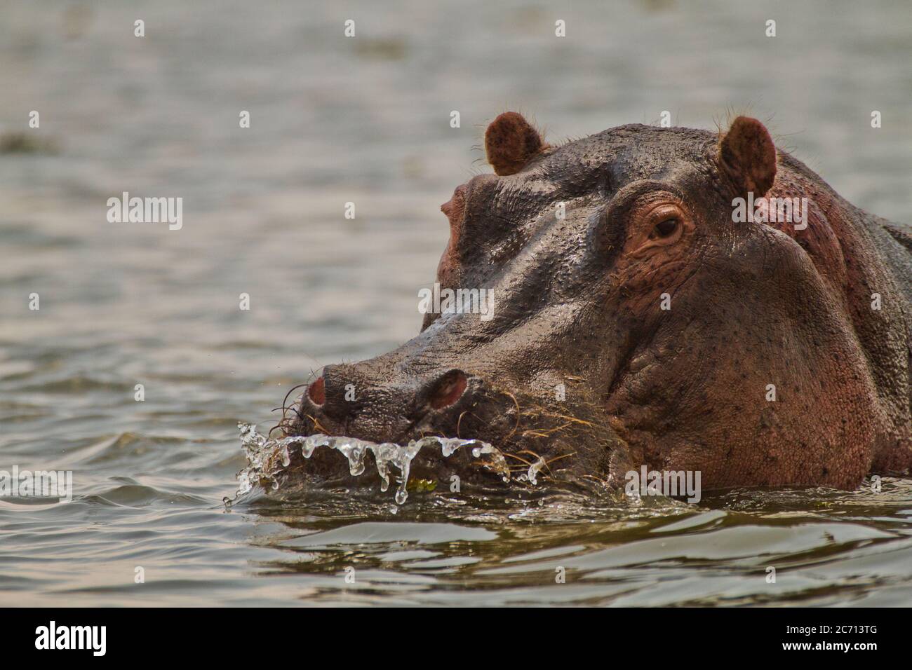 African hippo pod hi-res stock photography and images - Alamy