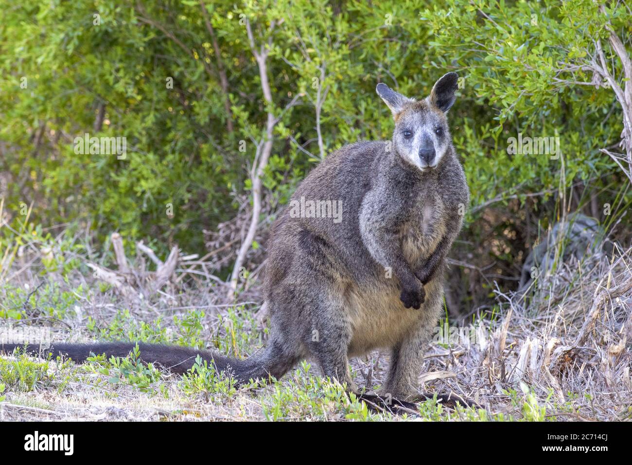 Kangaroo standing tail hi-res stock photography and images - Alamy