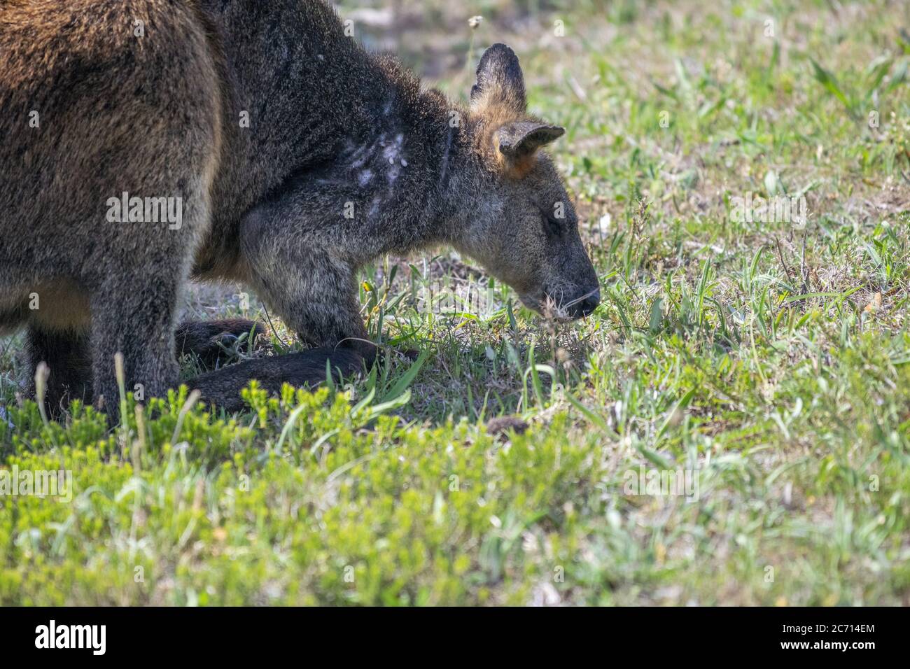 Kangaroo eating in outback hi-res stock photography and images - Alamy