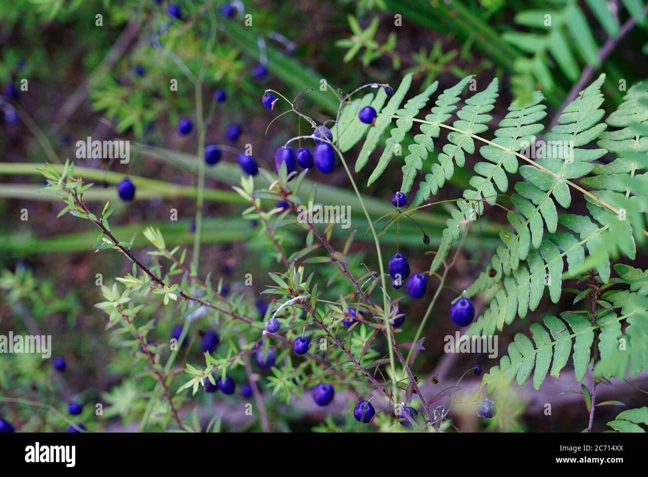 Turutu hi-res stock photography and images - Alamy