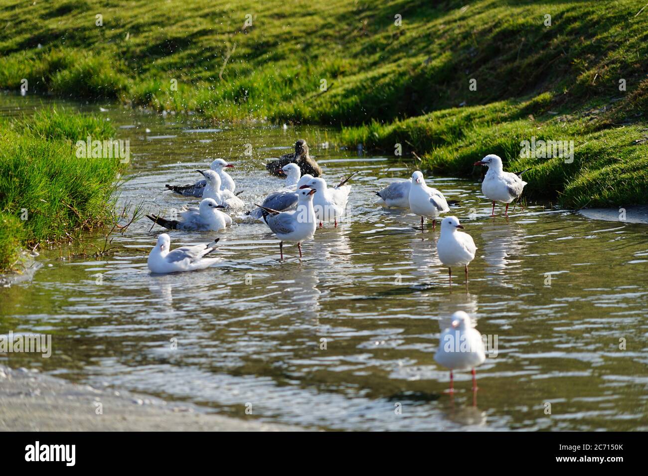 seagulls taking a bath Stock Photo - Alamy