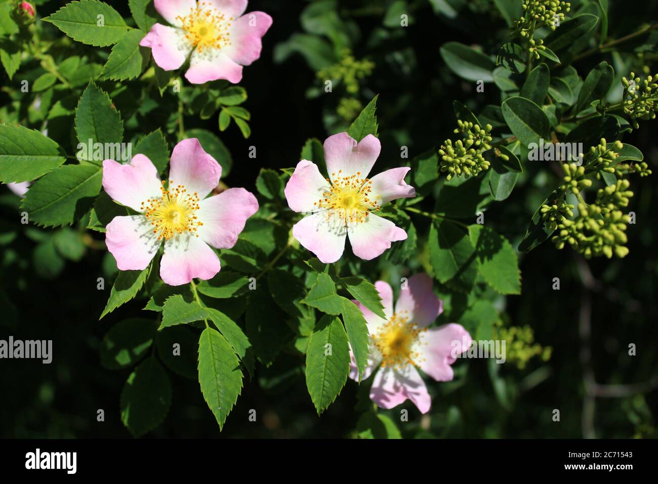 The picture shows a dog rose in the nature Stock Photo - Alamy
