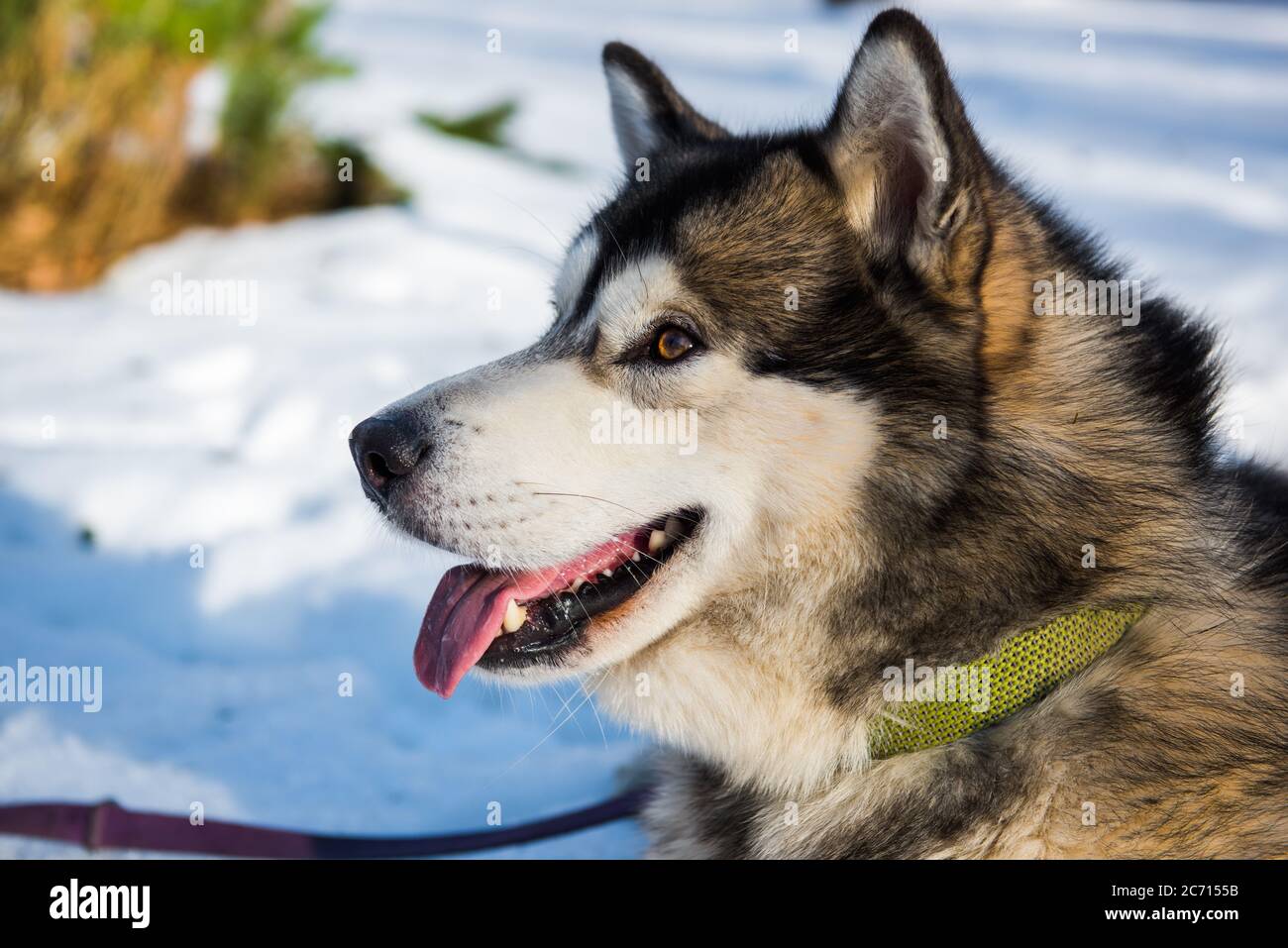 Alaskan Malamute dog face close up with snow Stock Photo - Alamy