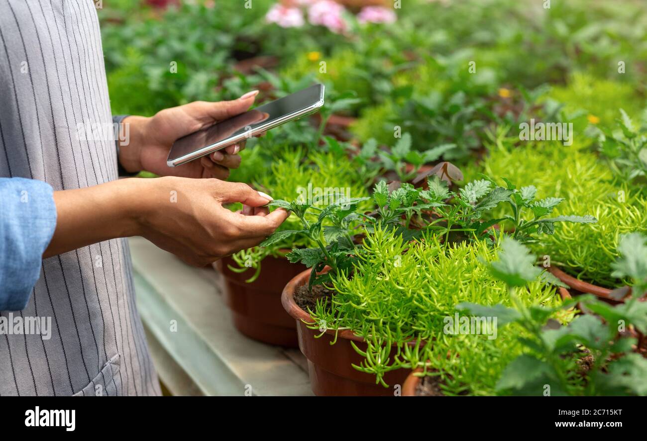 Accounting and flowers quality. African american girl in apron with ...