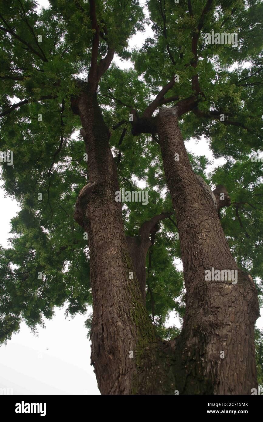 Hundred year old tree hi-res stock photography and images - Alamy
