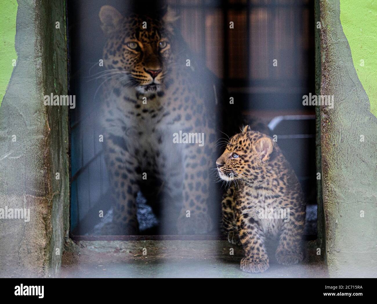 08 July 2020, Saxony, Hoyerswerda: The leopard offspring born on 4 May ...