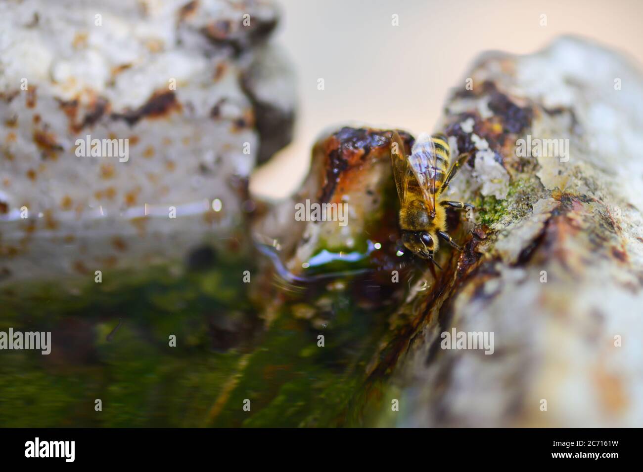 Bee drinking water in a puddle. Summer day Stock Photo - Alamy