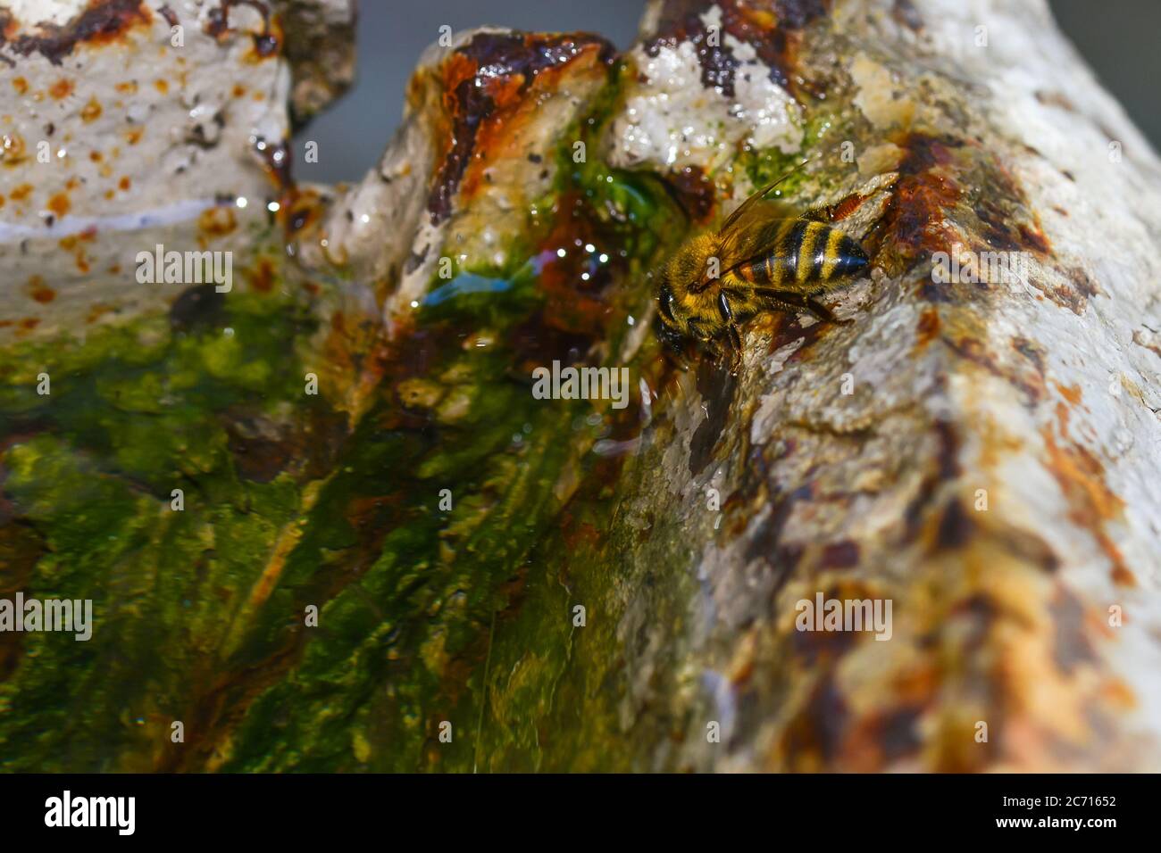 Bee drinking water hi-res stock photography and images - Alamy