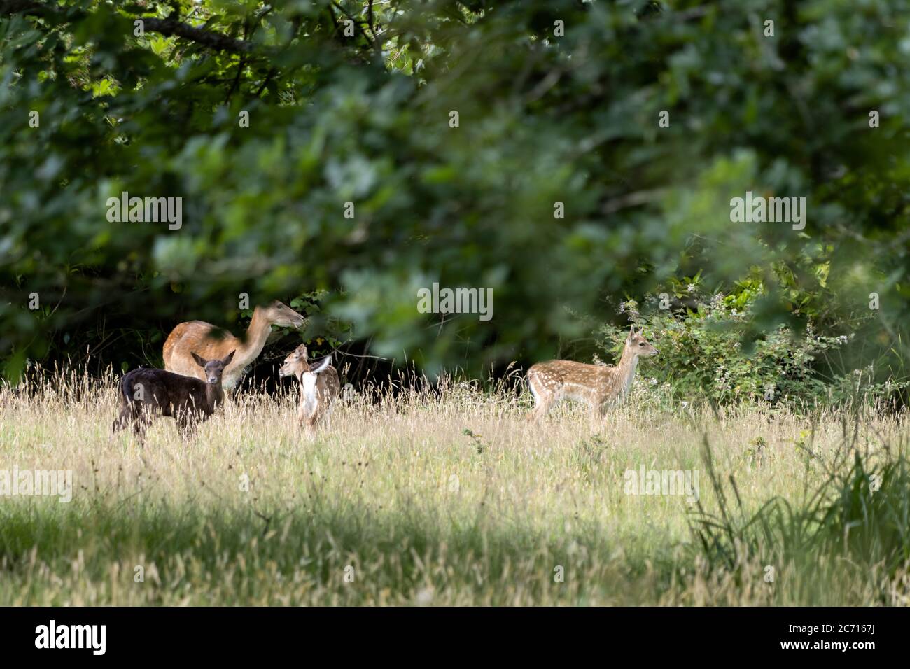 Family of Fallow Deer (Dama dama) in woodland in East Grinstead Stock ...
