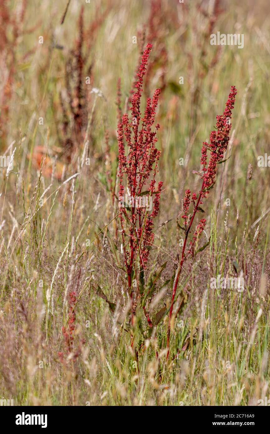 Seeds of a Common Sorrel (Rumex acetosa polygonaceae Stock Photo - Alamy