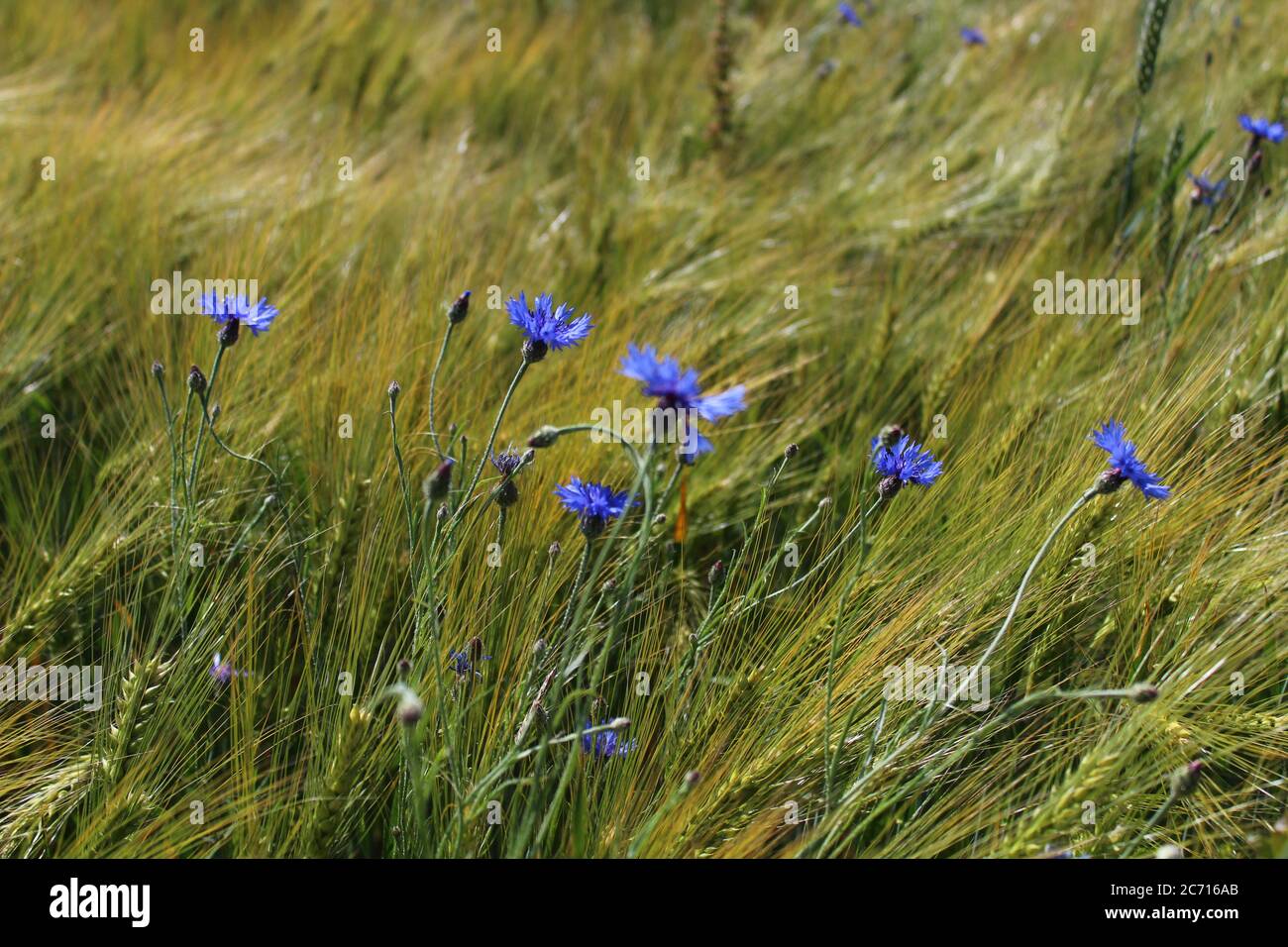 The picture shows a cornflower in a wheat field Stock Photo - Alamy