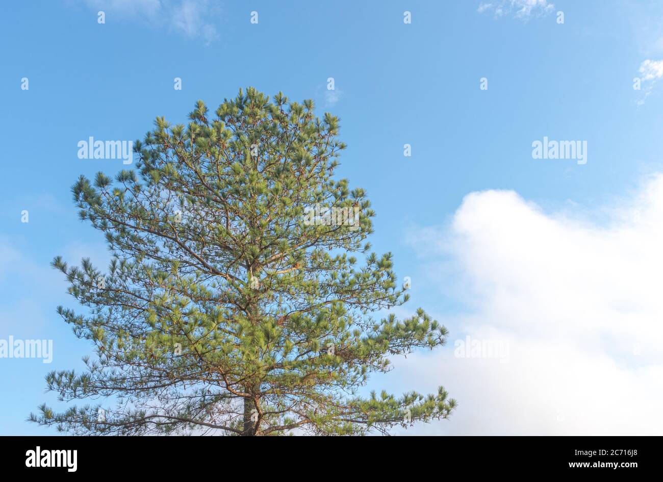 American pine tree (Pinus elliottii). Pine species that is part of the ...