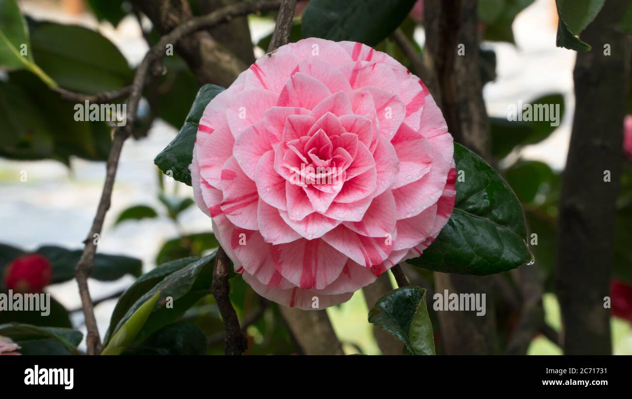 Blooming flower of Camellia perfectly represents the spring and summer ...