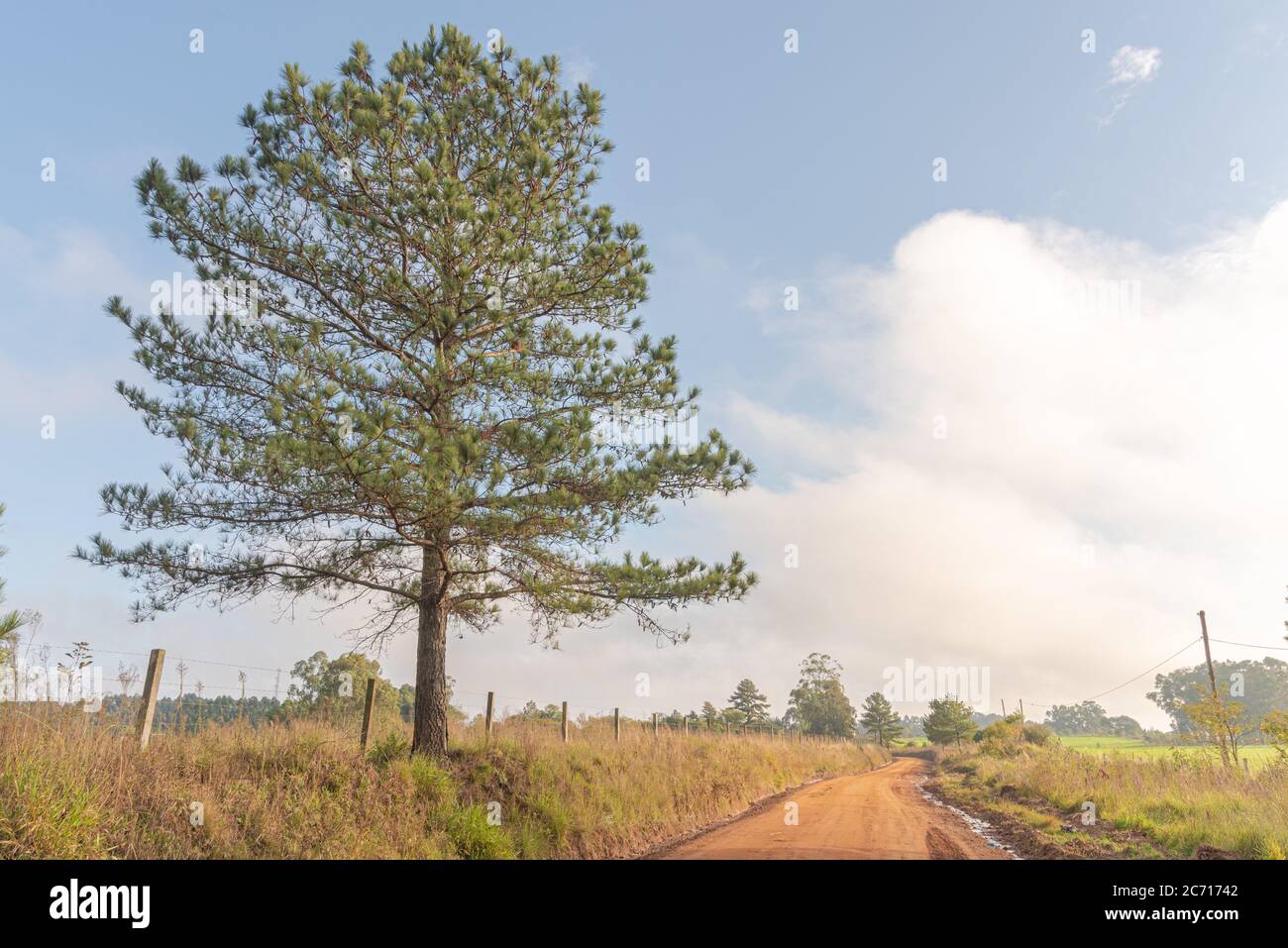 American pine tree (Pinus elliottii). Dirt road. Rural landscape ...