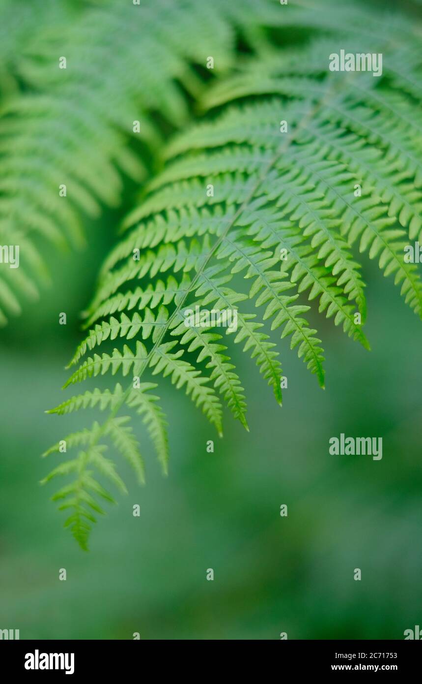 Ferns in detail hi-res stock photography and images - Alamy