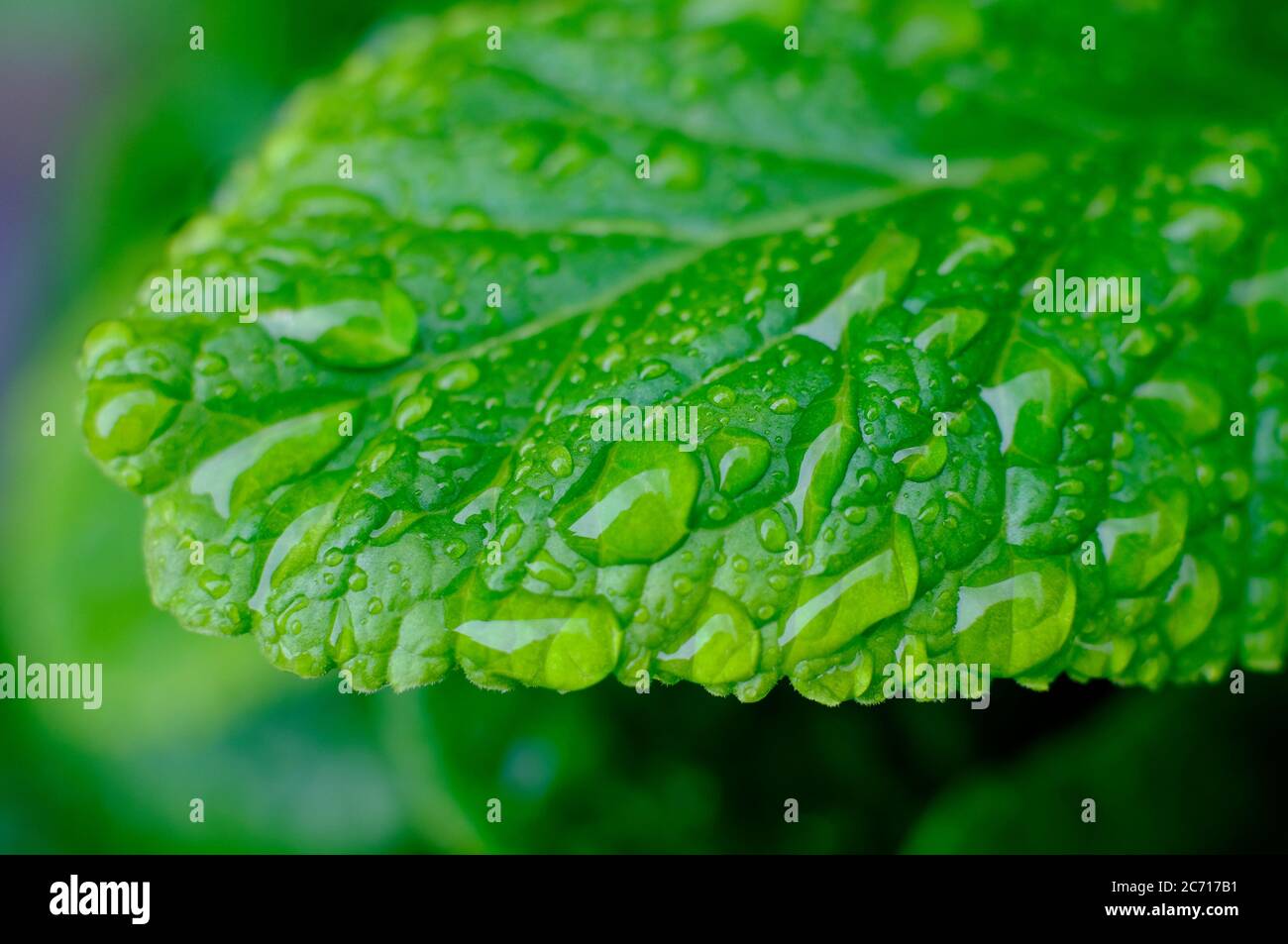 rain water droplets on green primula leaf in english garden, norfolk ...