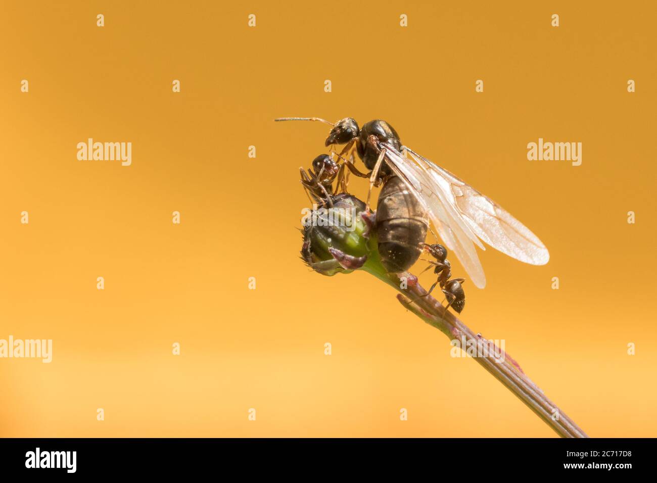 Flying ants nest hi-res stock photography and images - Alamy