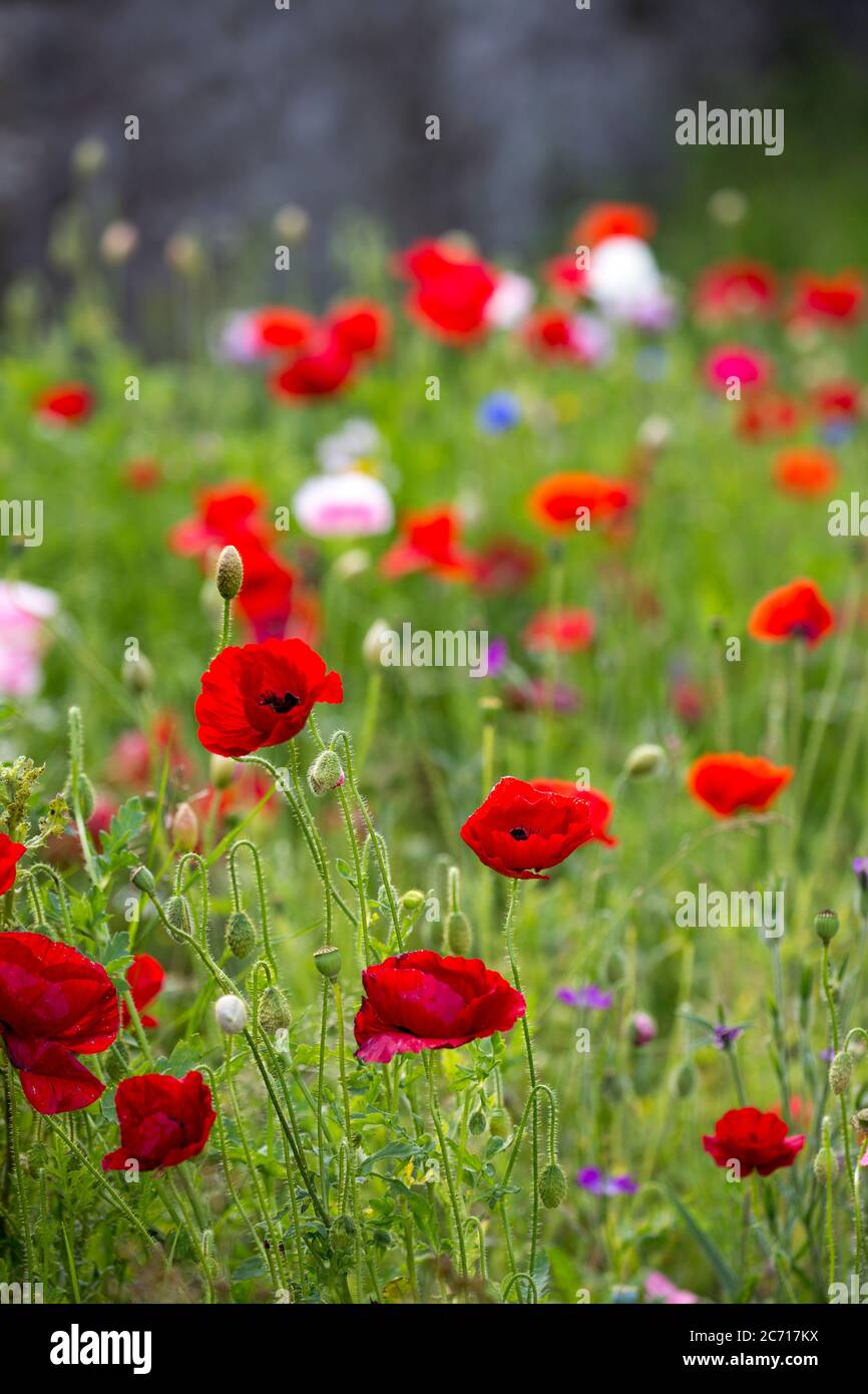 A large group of poppies and wildflowers Stock Photo - Alamy
