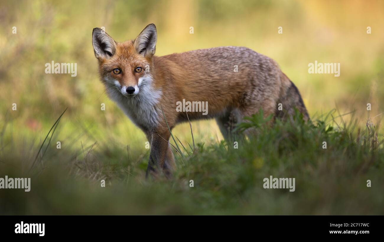 Red fox standing staring camera hi-res stock photography and images - Alamy