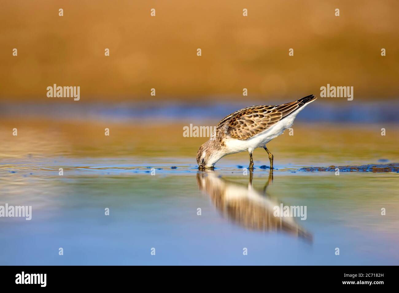 Cute water bird. Colorful nature background. Little Stint. Calidris ...
