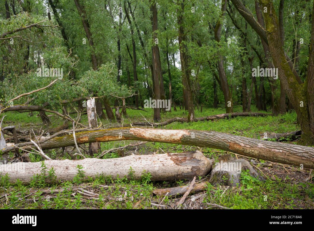 Trees lying on the ground of a wetlands forest Stock Photo - Alamy
