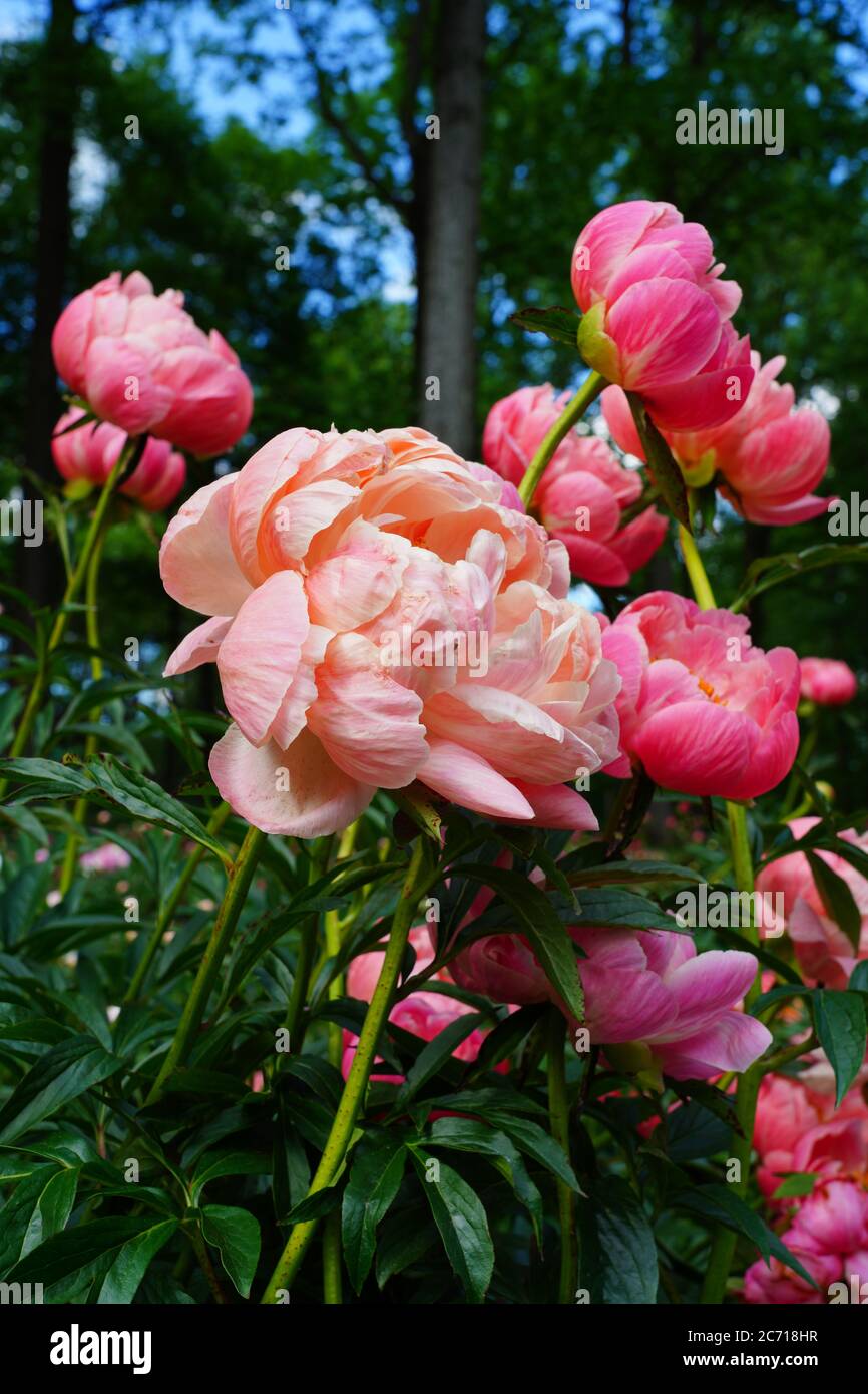 Corange pink peony flower in bloom Stock Photo - Alamy