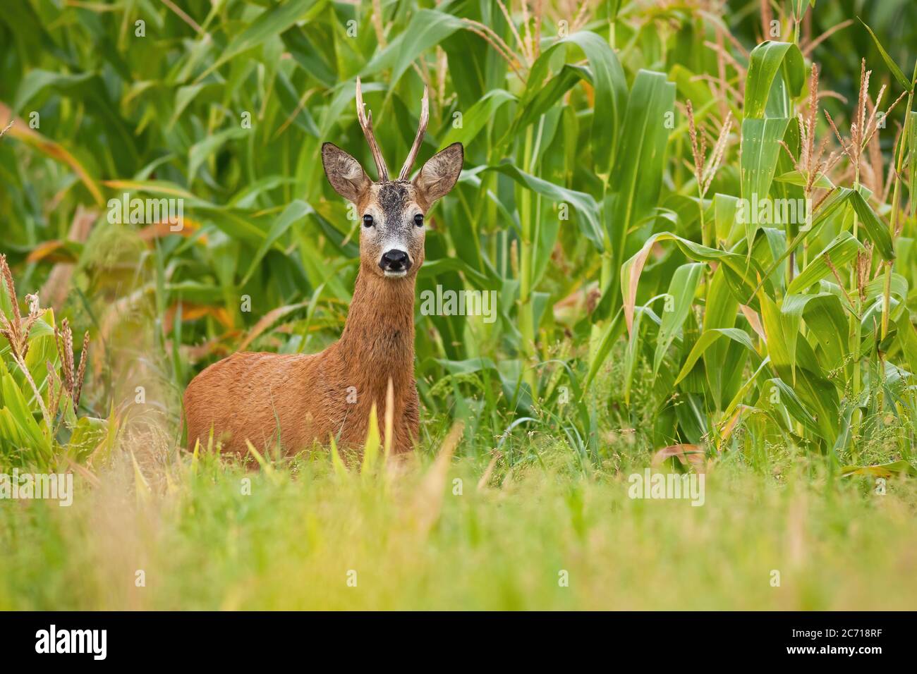 Buck in corn hi-res stock photography and images - Alamy