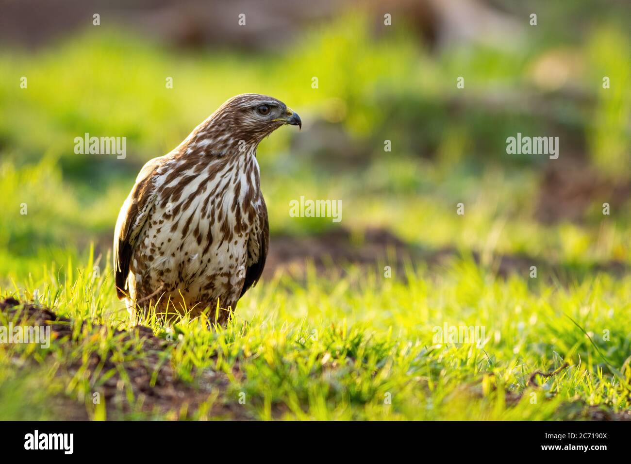 Light majestic hi-res stock photography and images - Alamy