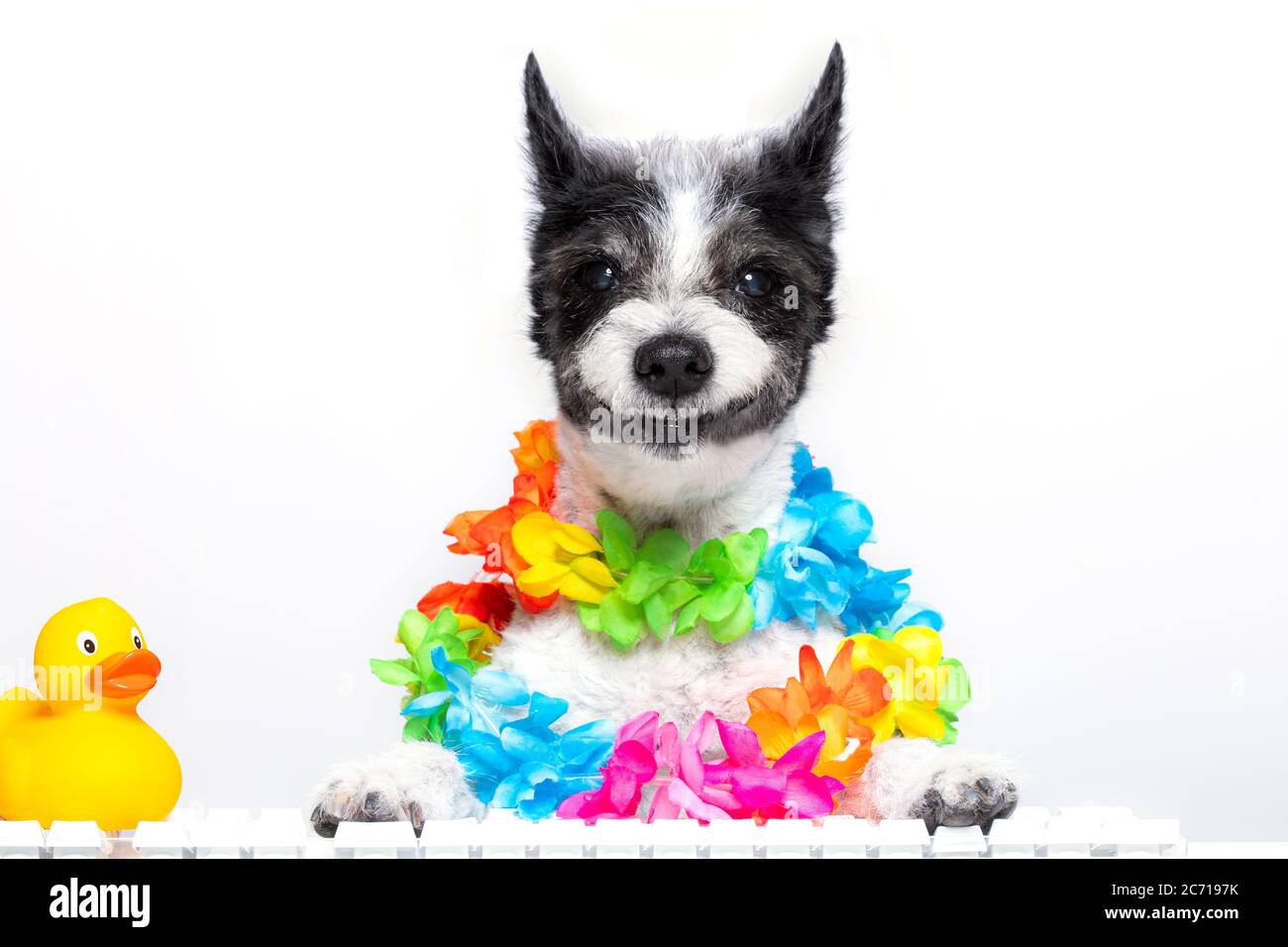 poodle dog booking summer vacation holidays online using a pc computer ...