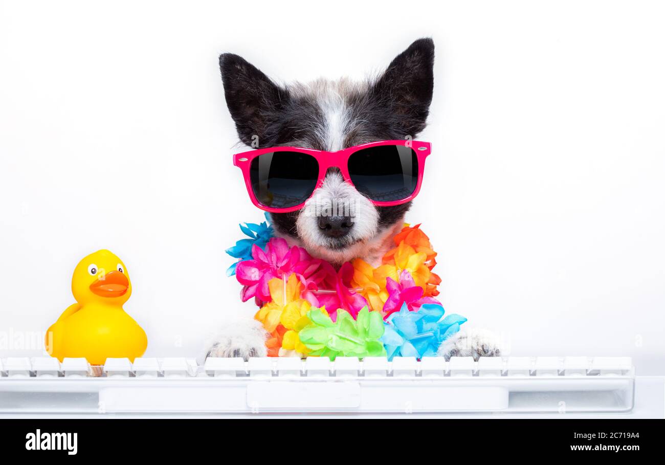 poodle dog booking summer vacation holidays online using a pc computer ...