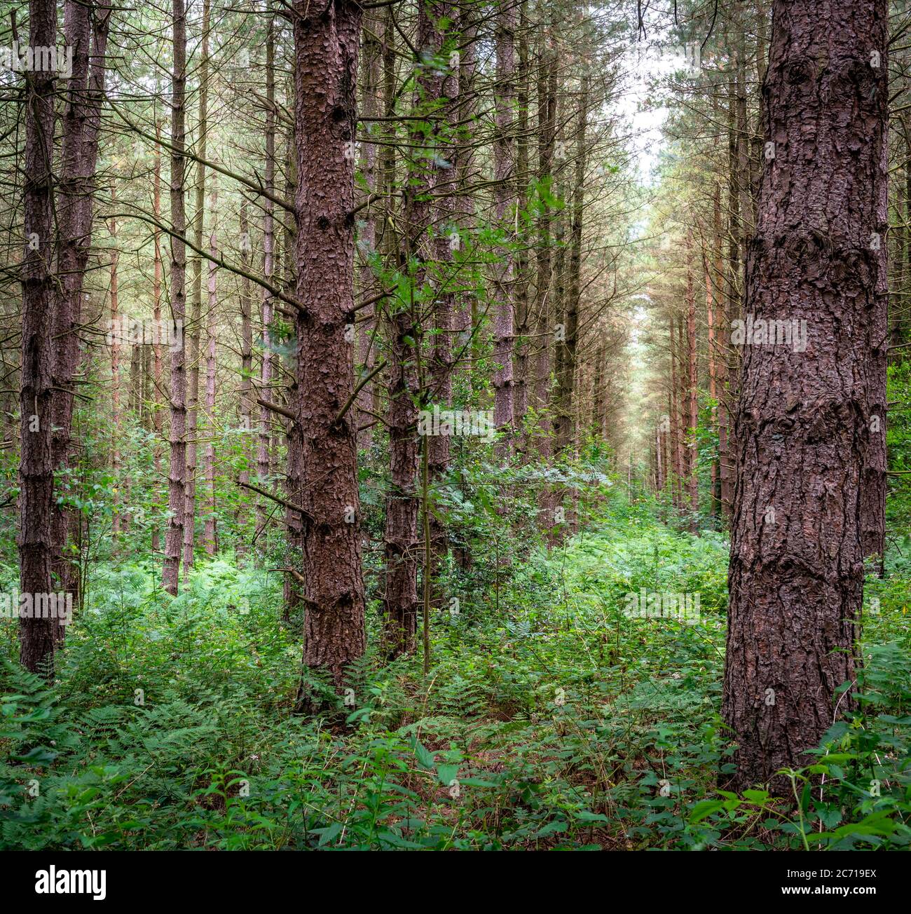 Scots pine trees (Pinus sylvestris) in a woodland scene, Blidworth ...