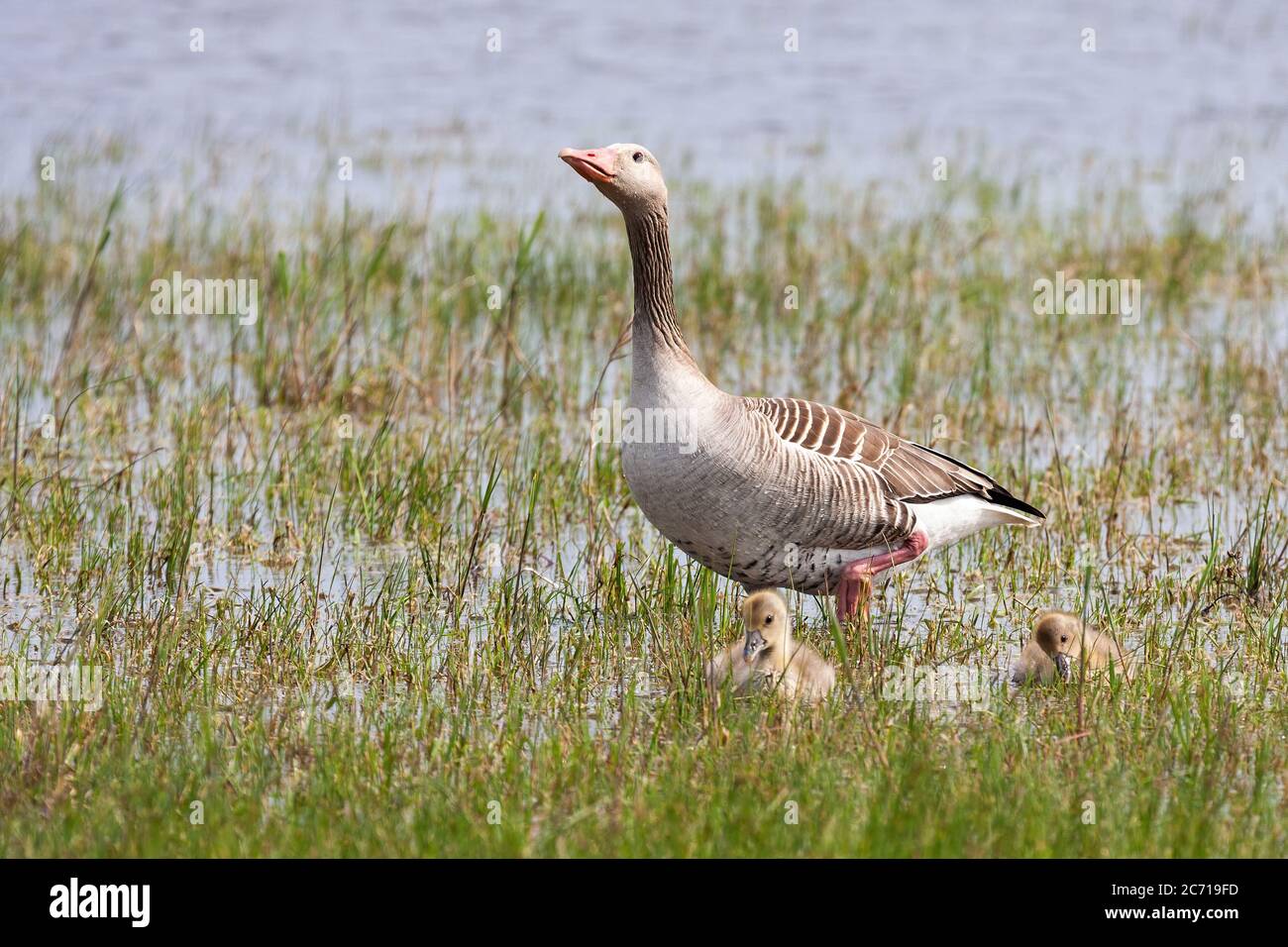 Goose plant hi-res stock photography and images - Alamy
