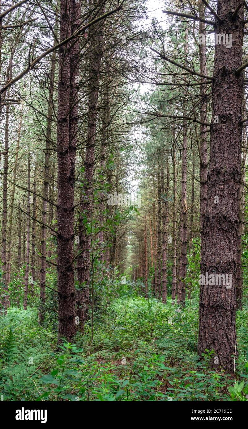 Scots pine trees (Pinus sylvestris) in a woodland scene, Blidworth ...