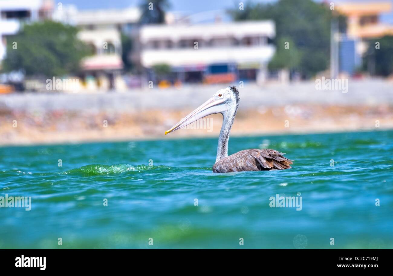 The spot-billed pelican or grey pelican, is a member of the pelican ...