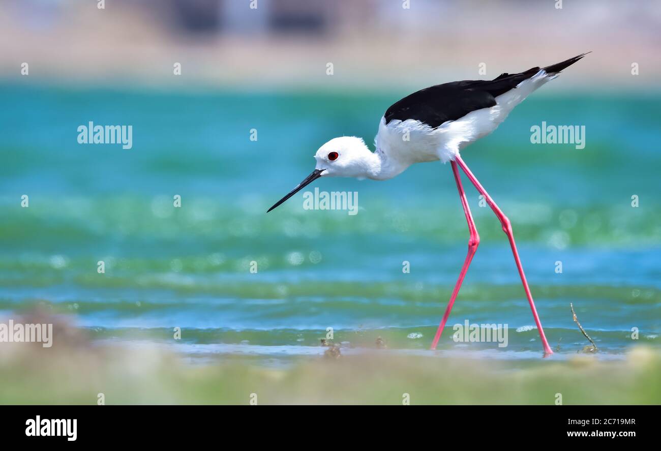 The Black-winged Stilt is a social species, and is usually found in ...
