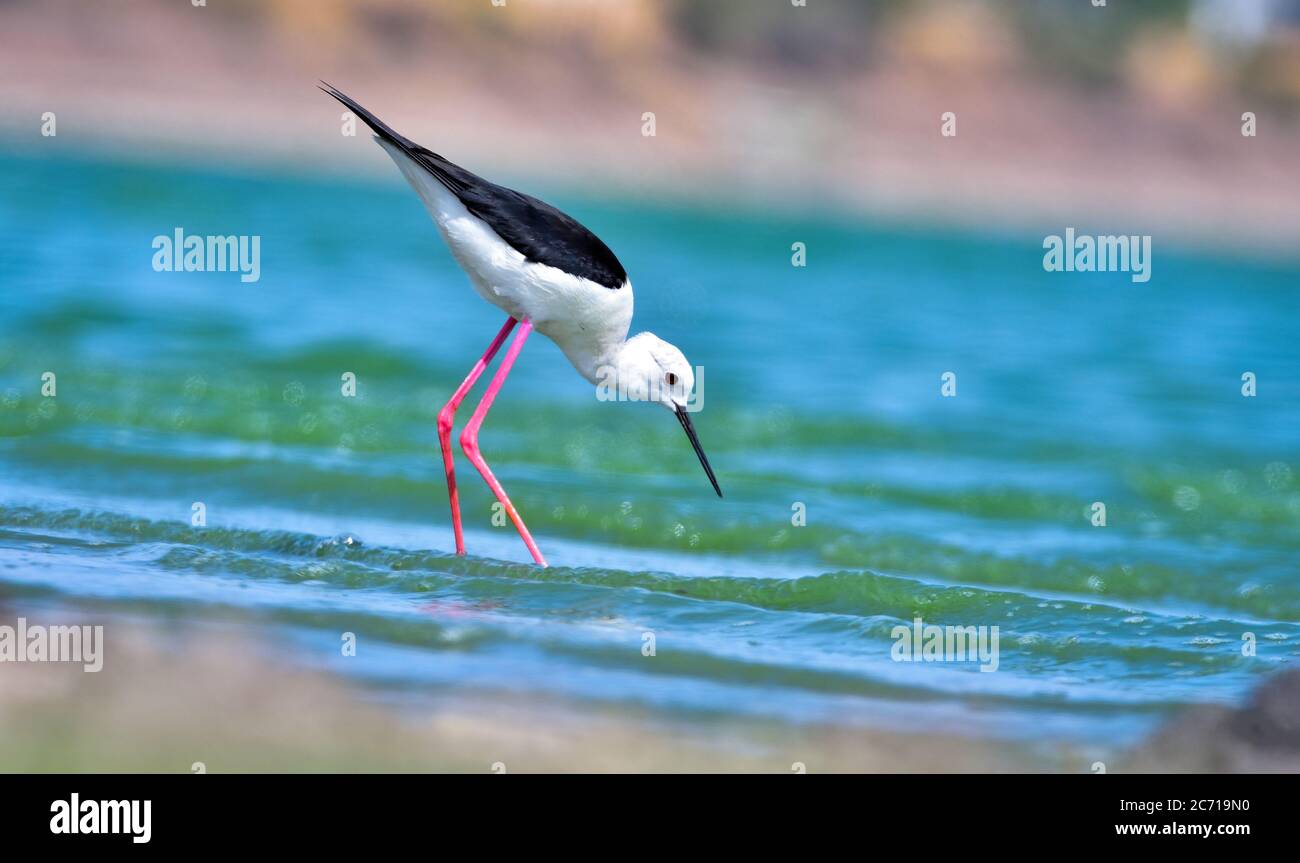 The Black-winged Stilt is a social species, and is usually found in ...