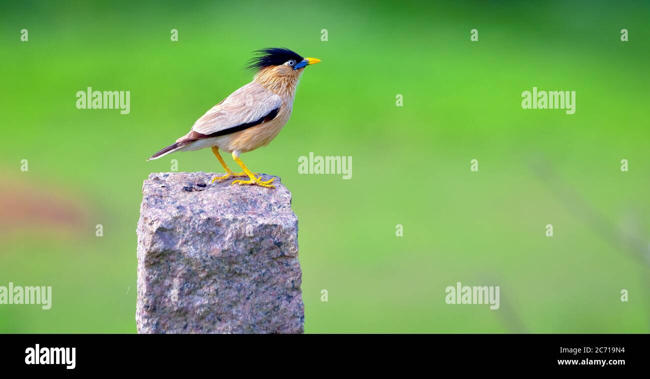 The brahminy myna or brahminy starling is a member of the starling ...