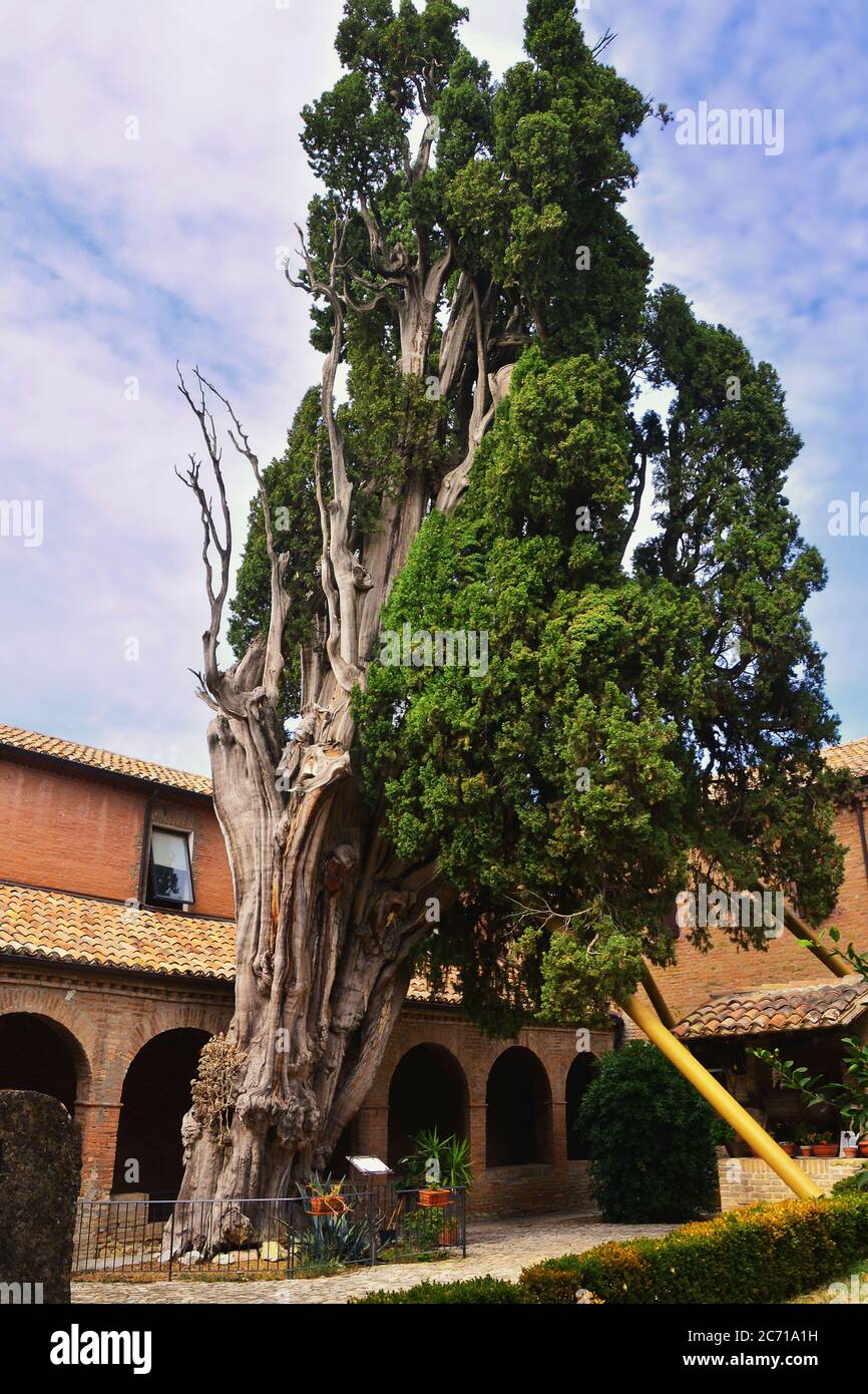 Verucchio,Rimini,Emilia-Romagna.The gigantic cypress over seven ...