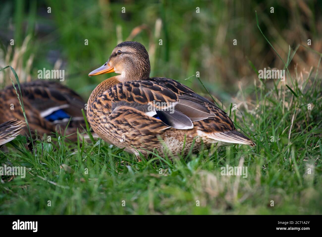 Wild duck sitting near the water in the summer. Duck close up ...