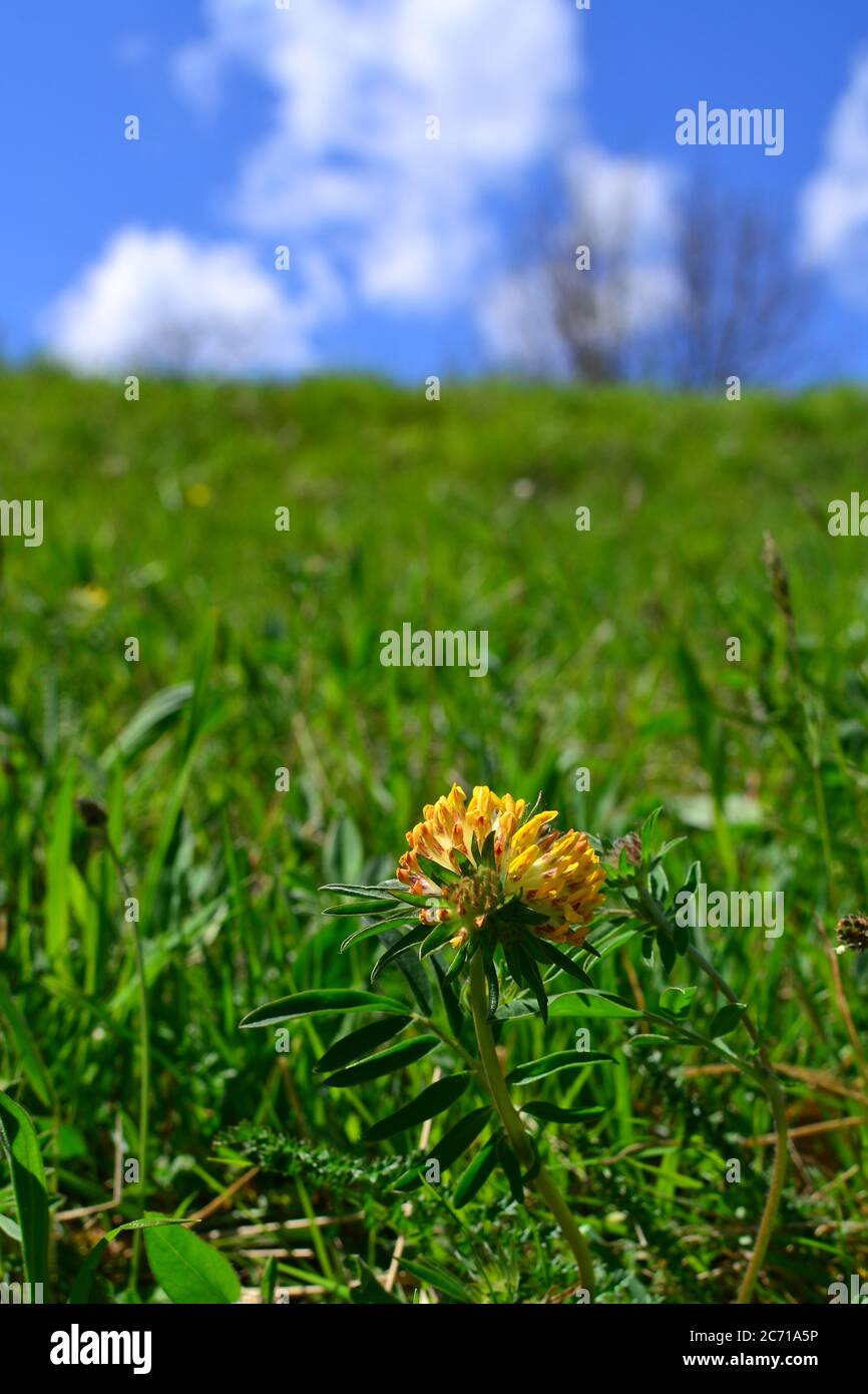 Parco dellantola hi-res stock photography and images - Alamy