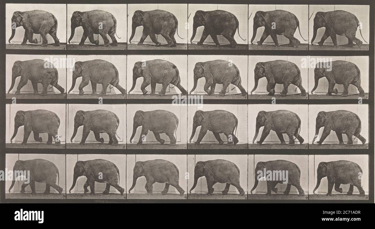 Animal Locomotion. An Electro-Photographic Investigation of Consecutive ...